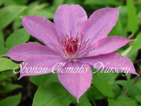 湘南クレマチス園 - 生産品種 - ルビーグロー